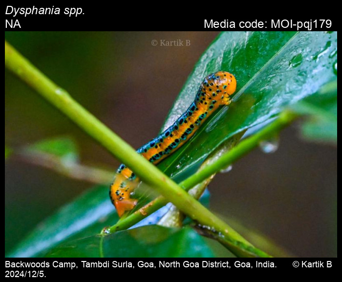 Dysphania spp. | Moths